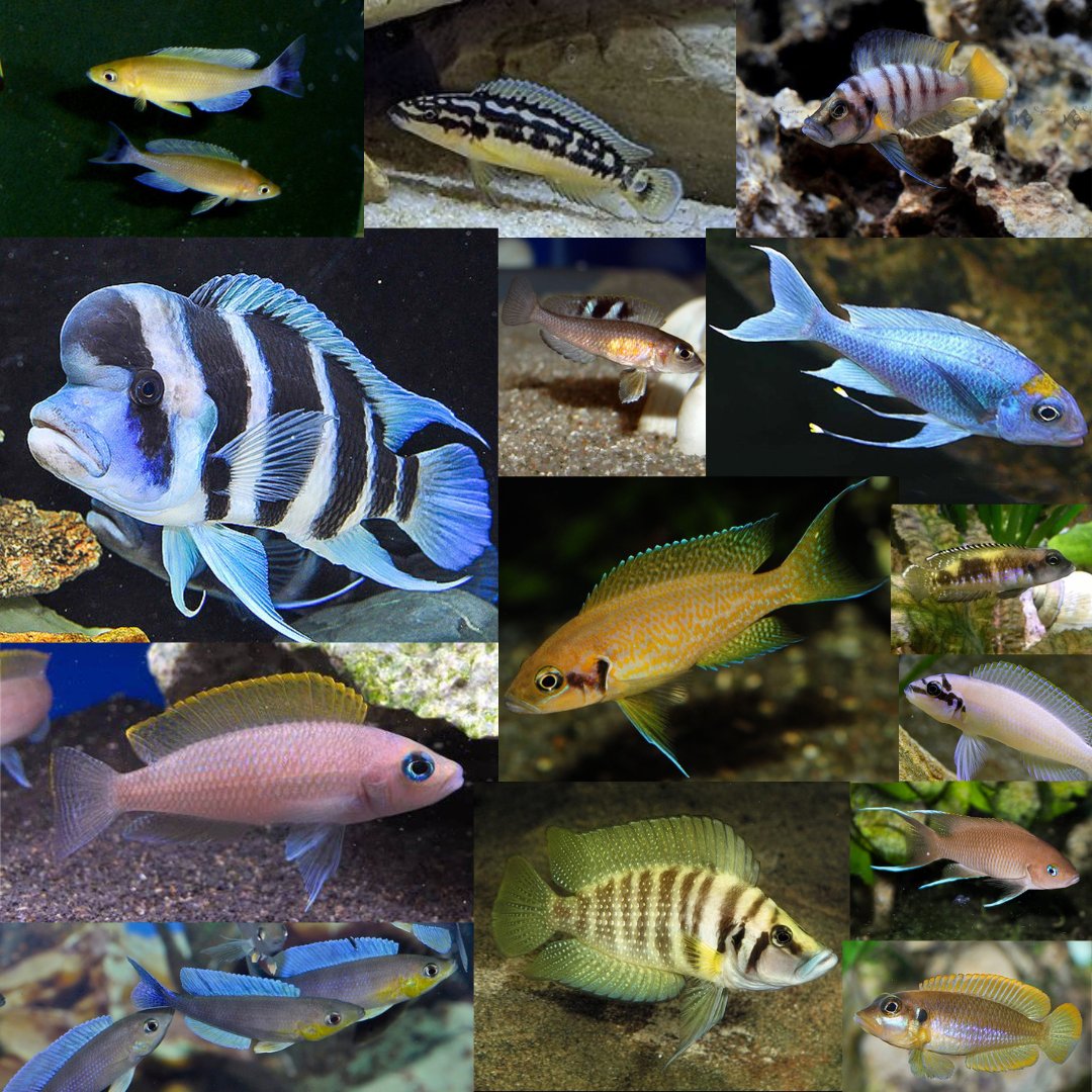 Shop Lake Tanganyika Cichlids for sale, Huge Selection – Sanctuary Cichlids