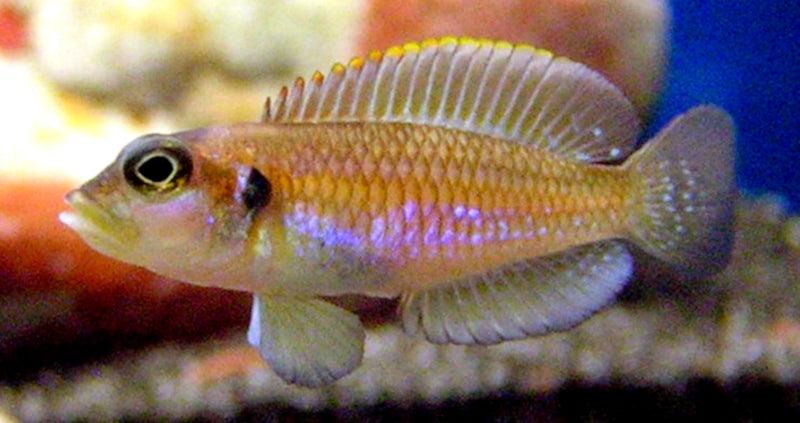 Shop our collection of Shell Dwellers(Shellies) at Sanctuary Cichlids