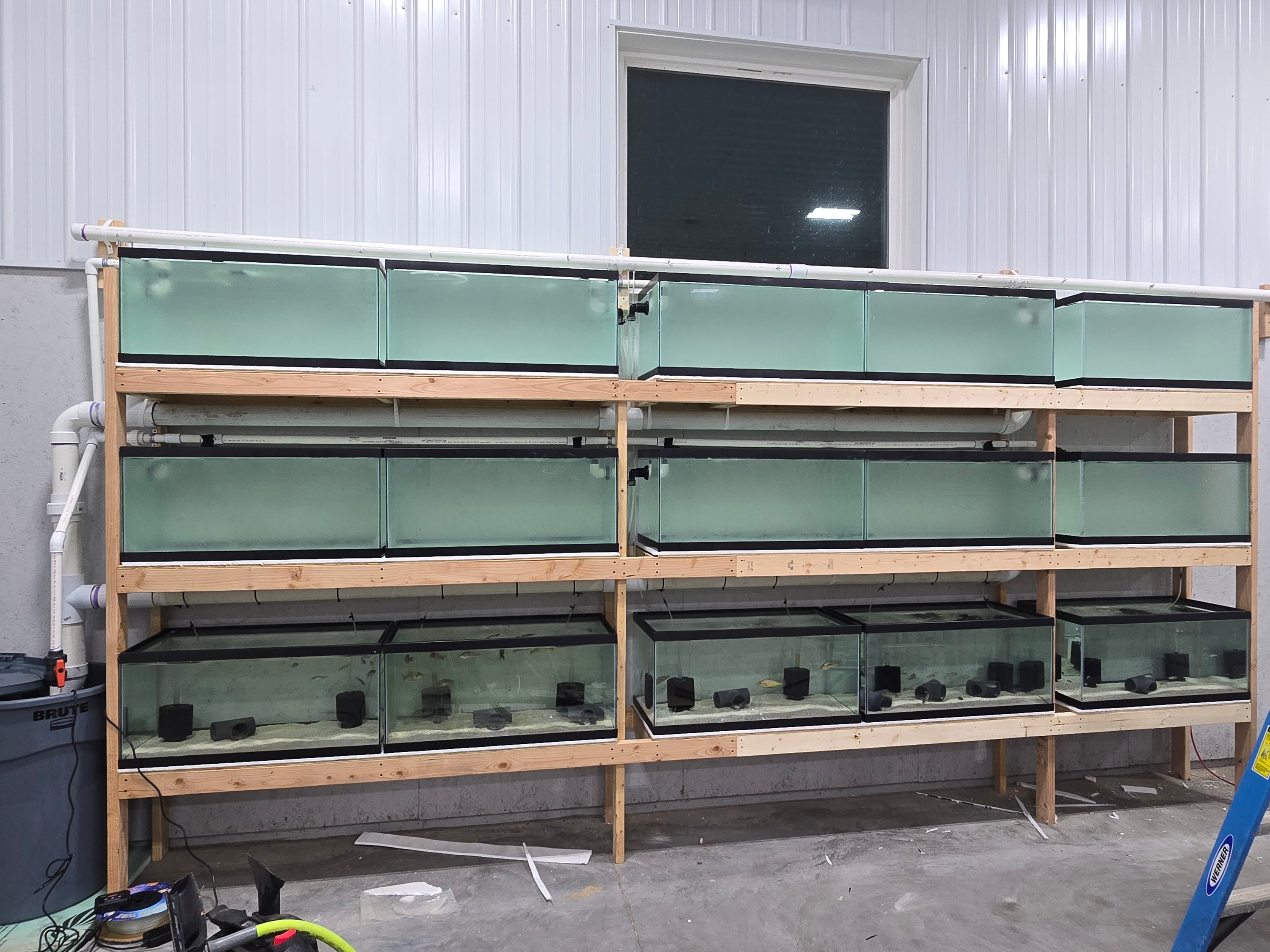 Shop our selection of African Cichlids for Sale Online – Sanctuary Cichlids