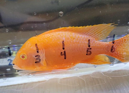 Products – Sanctuary Cichlids