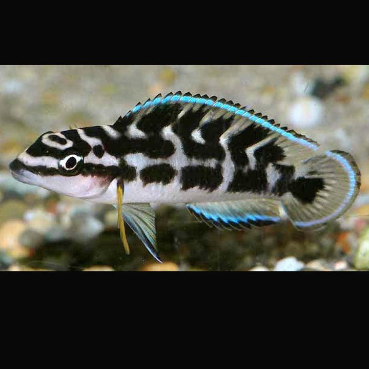 Shop Julidochromis Species For Sale, Lake Tanganyika – Sanctuary Cichlids