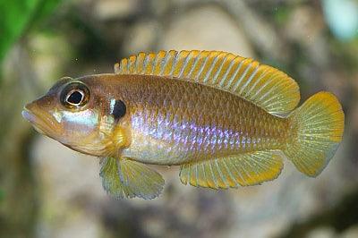 Shell Dwellers – Sanctuary Cichlids