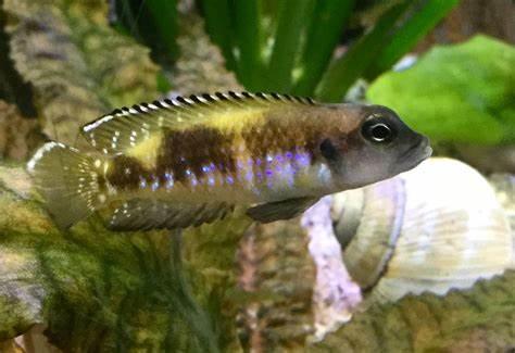 Shell Dwellers – Sanctuary Cichlids