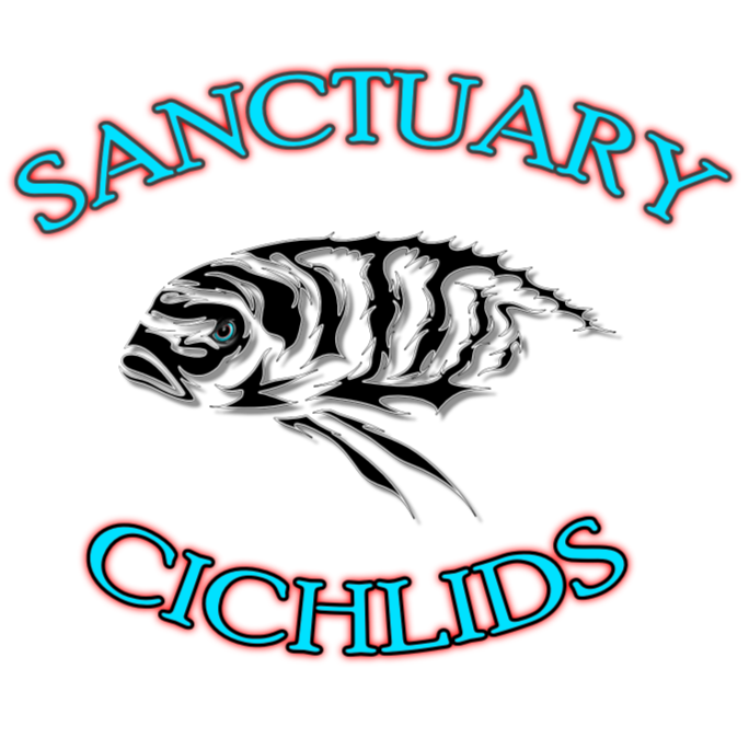 Shop Pseudotropheus Elongatus Chewere – Sanctuary Cichlids
