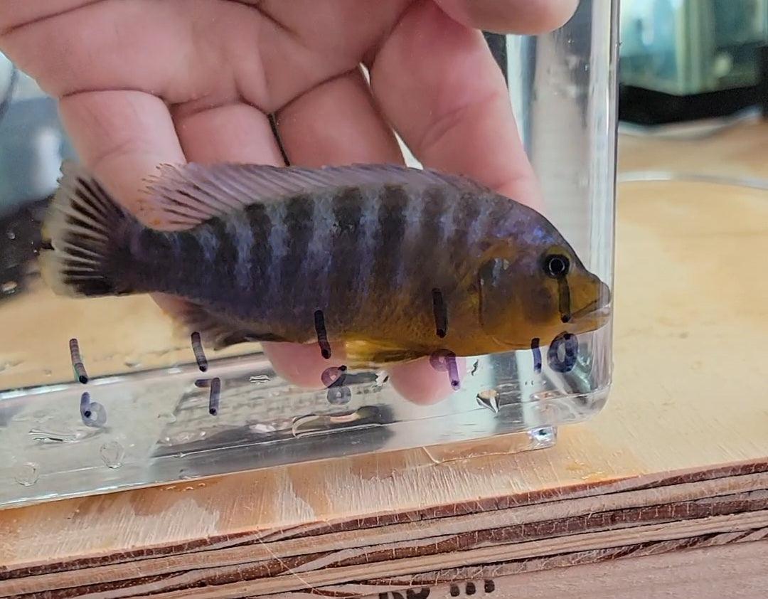 Orange And Black African Cichlids